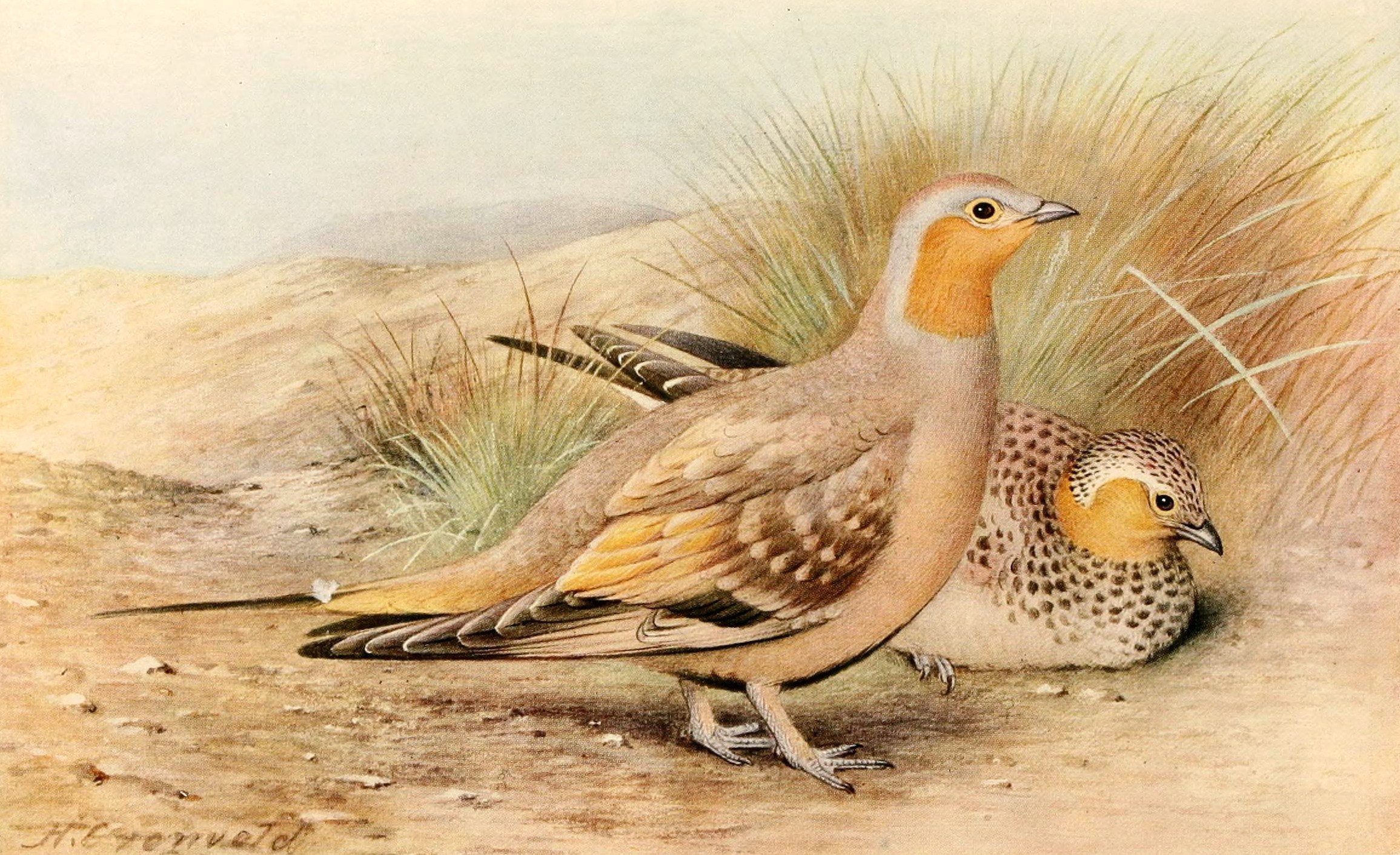Spotted Sandgrouse (Pterocles senegallus) :: BirdWeather