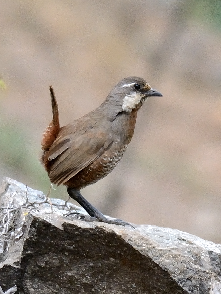 Moustached Turca (Pteroptochos megapodius) :: BirdWeather