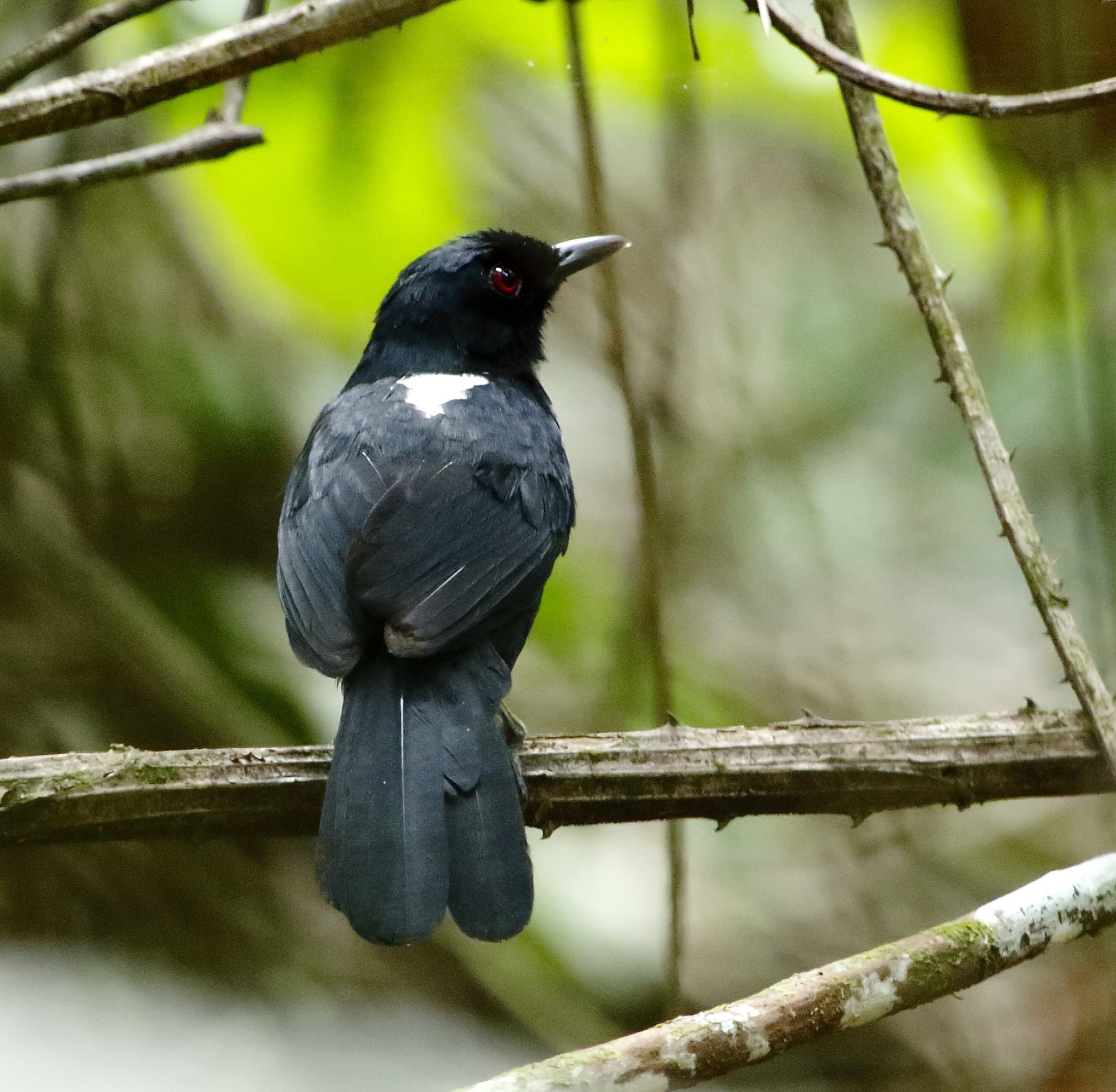 East Amazonian Fire-eye (Pyriglena leuconota) :: BirdWeather