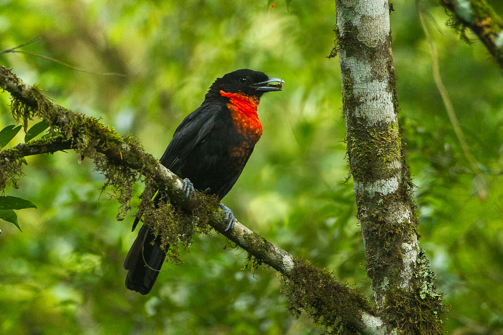 Red-ruffed Fruitcrow (Pyroderus scutatus) :: BirdWeather