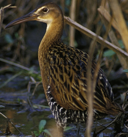 King Rail (Rallus elegans) :: BirdWeather