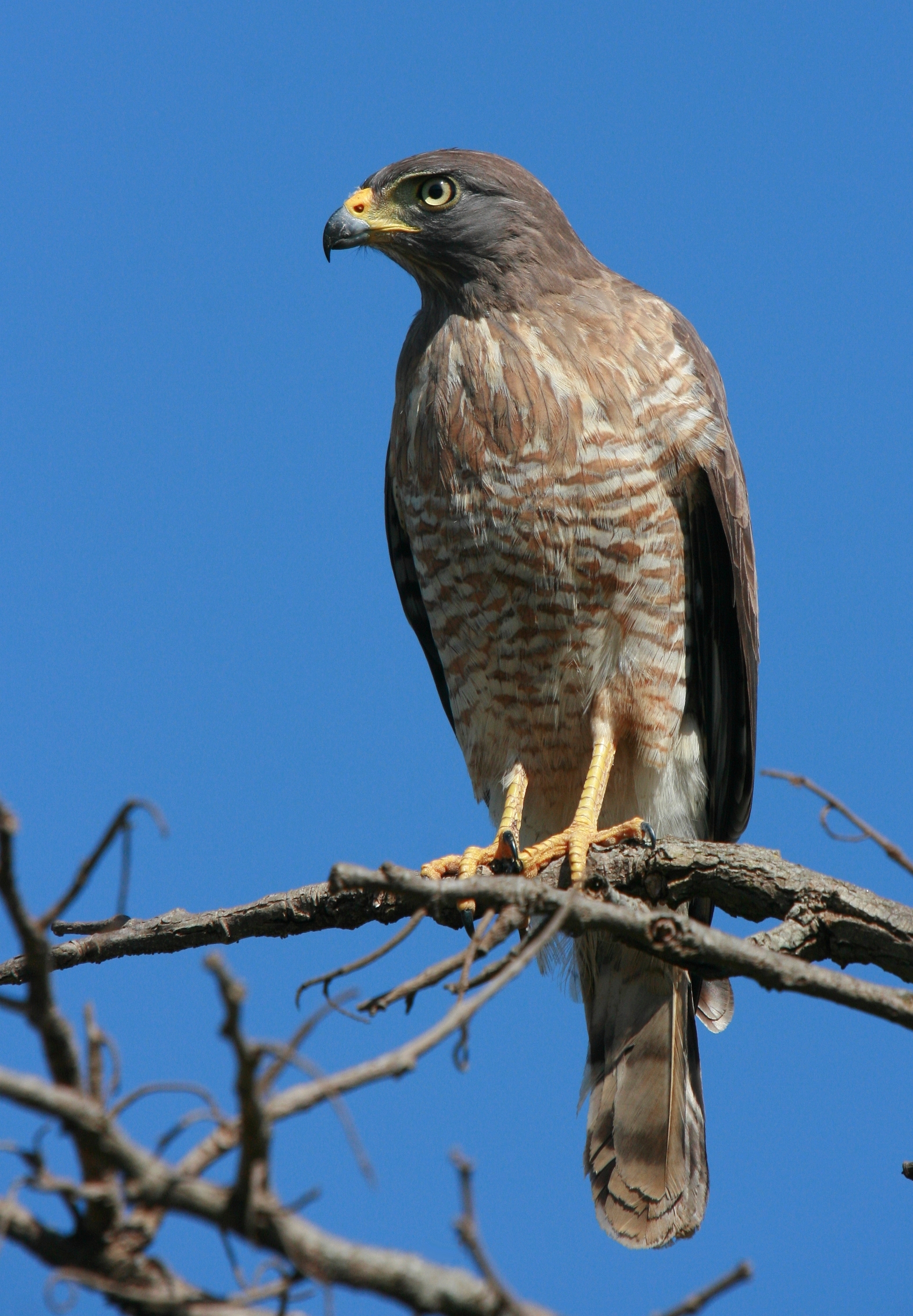 Roadside Hawk (Rupornis magnirostris) :: BirdWeather