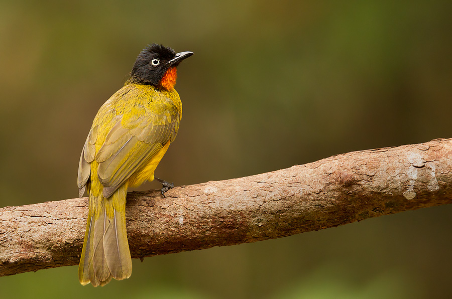 Flame-throated Bulbul (Rubigula gularis) :: BirdWeather