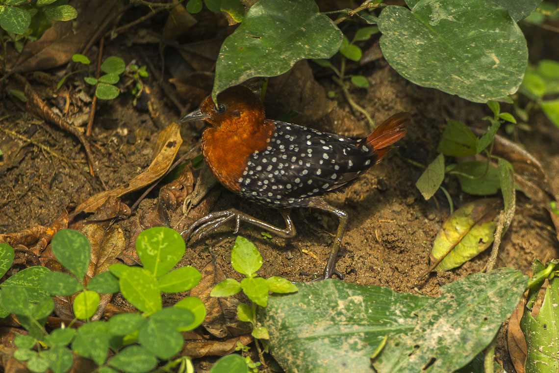White-spotted Flufftail (Sarothrura pulchra) :: BirdWeather