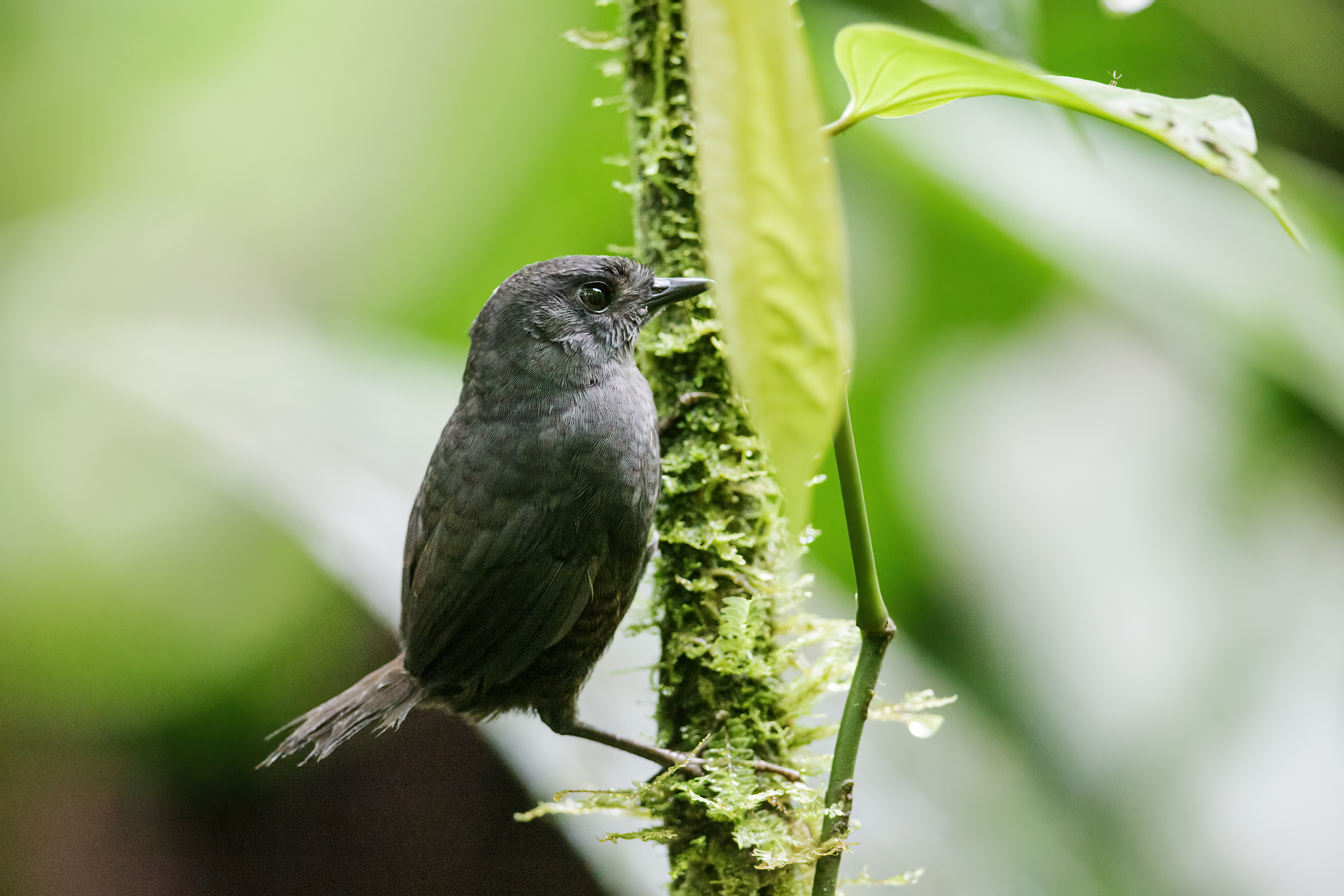 Choco Tapaculo (Scytalopus chocoensis) :: BirdWeather