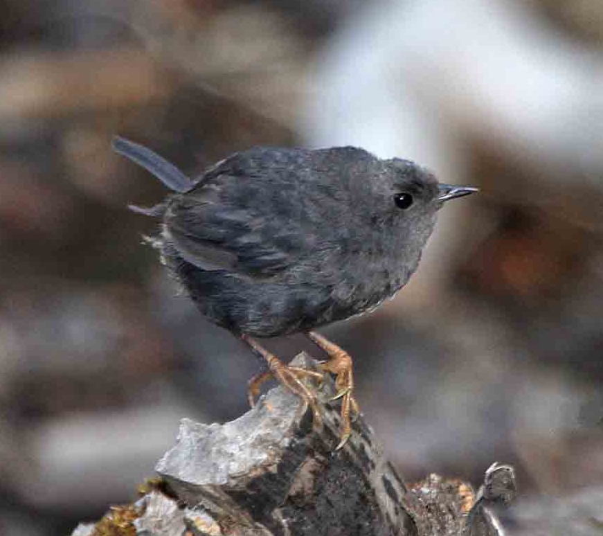 Magellanic Tapaculo (Scytalopus magellanicus) :: BirdWeather