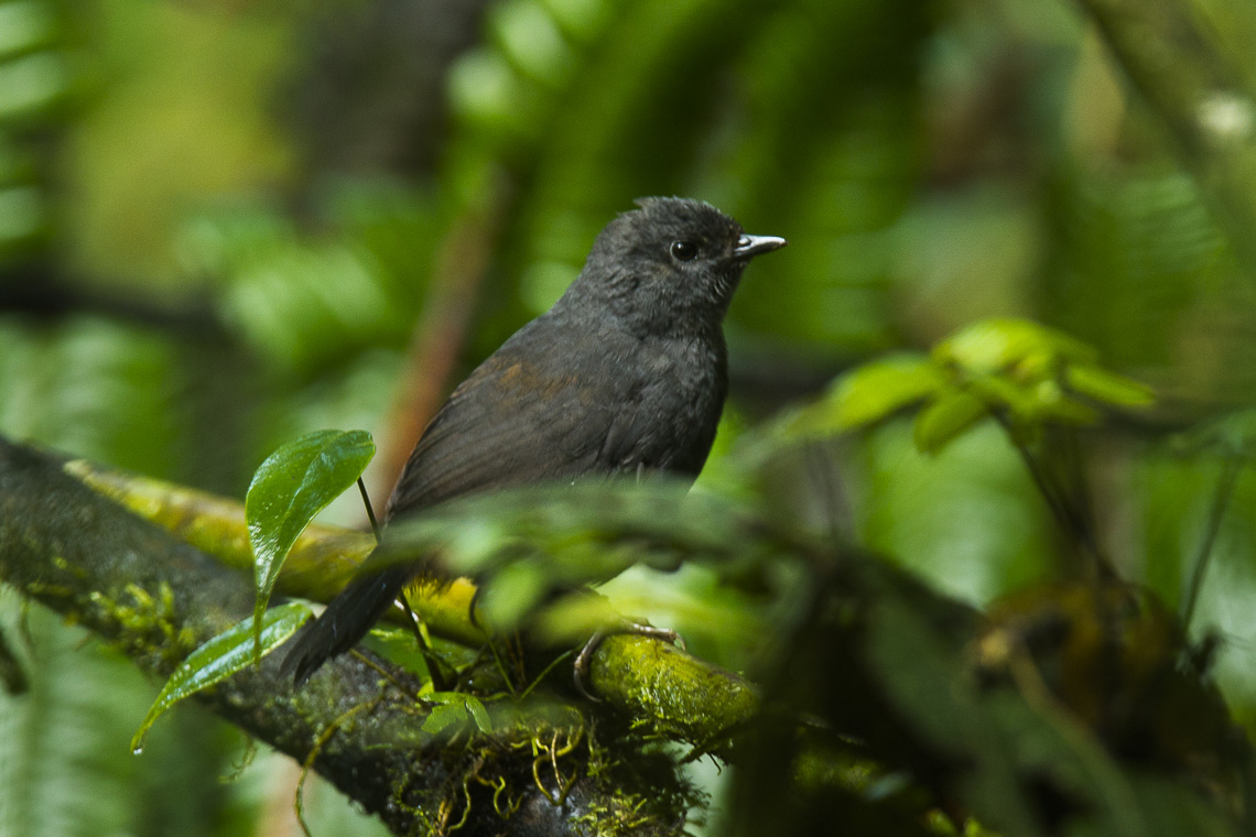 Long-tailed Tapaculo (Scytalopus micropterus) :: BirdWeather