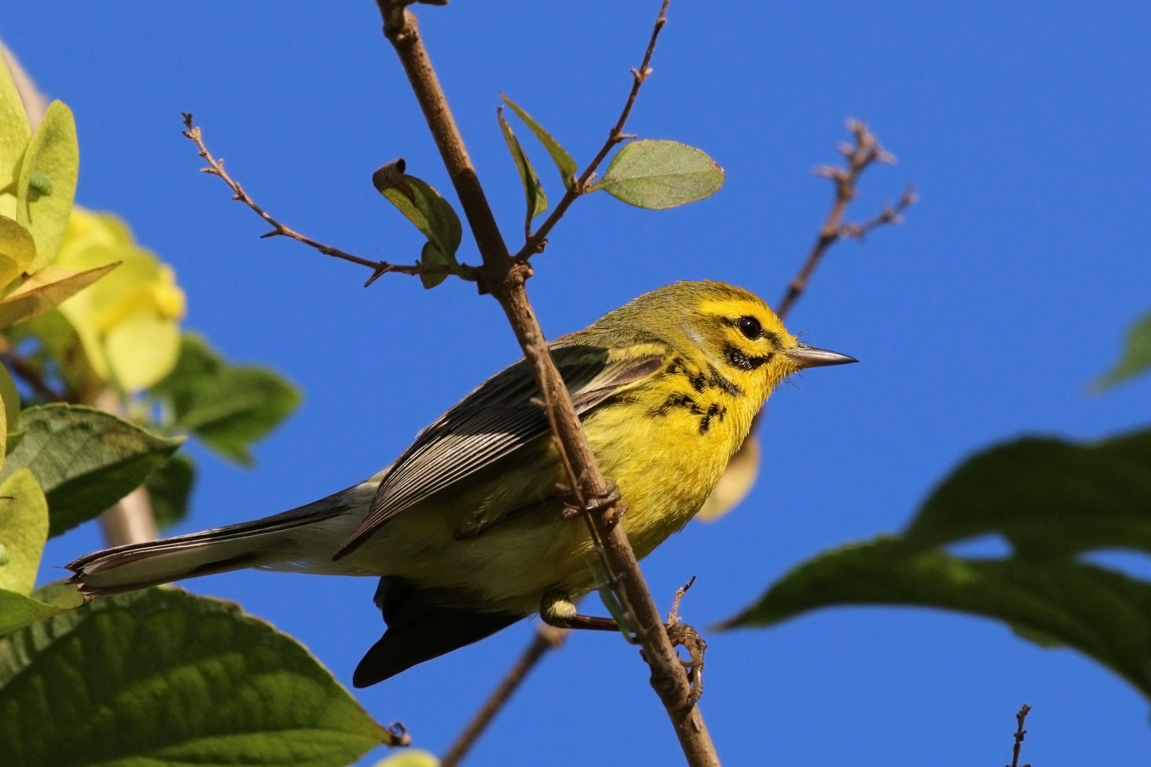 Prairie Warbler (Setophaga discolor) :: BirdWeather