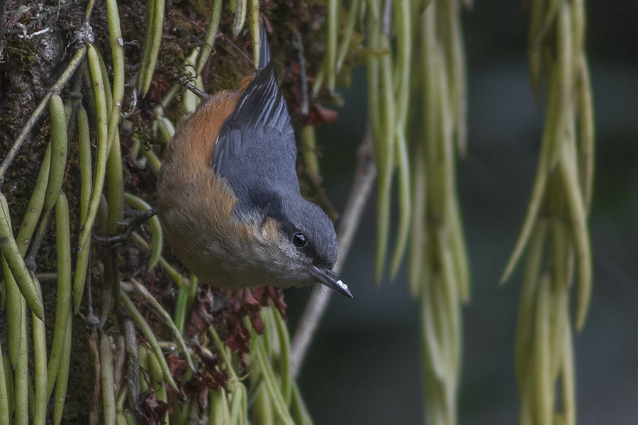 White-tailed Nuthatch (Sitta himalayensis) :: BirdWeather