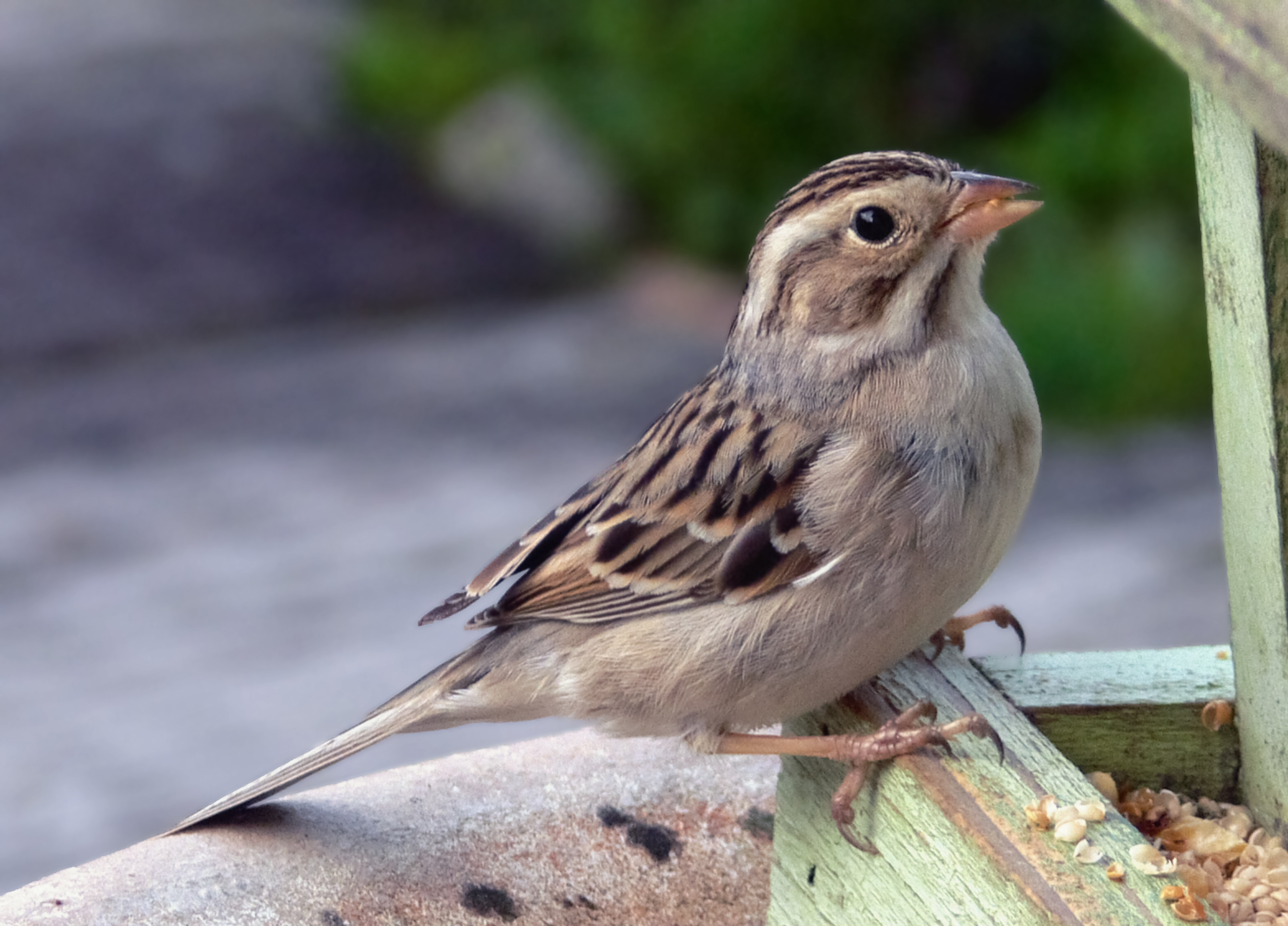 Clay-colored Sparrow (Spizella pallida) :: BirdWeather
