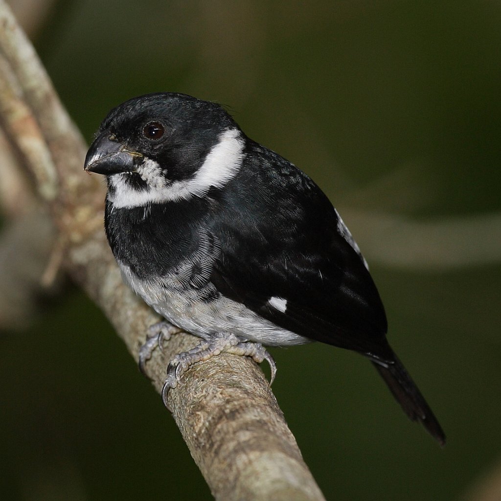 Variable Seedeater (Sporophila corvina) :: BirdWeather