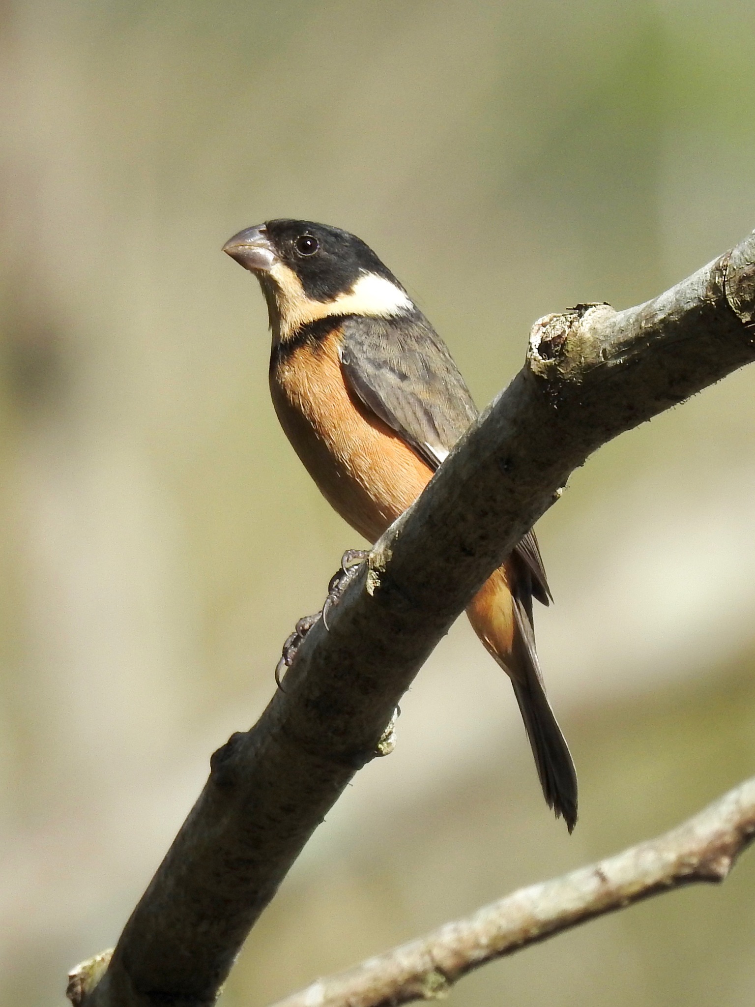 Cinnamon-rumped Seedeater (Sporophila torqueola) :: BirdWeather