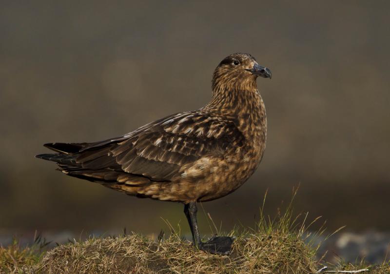 Great Skua (Stercorarius skua) :: BirdWeather