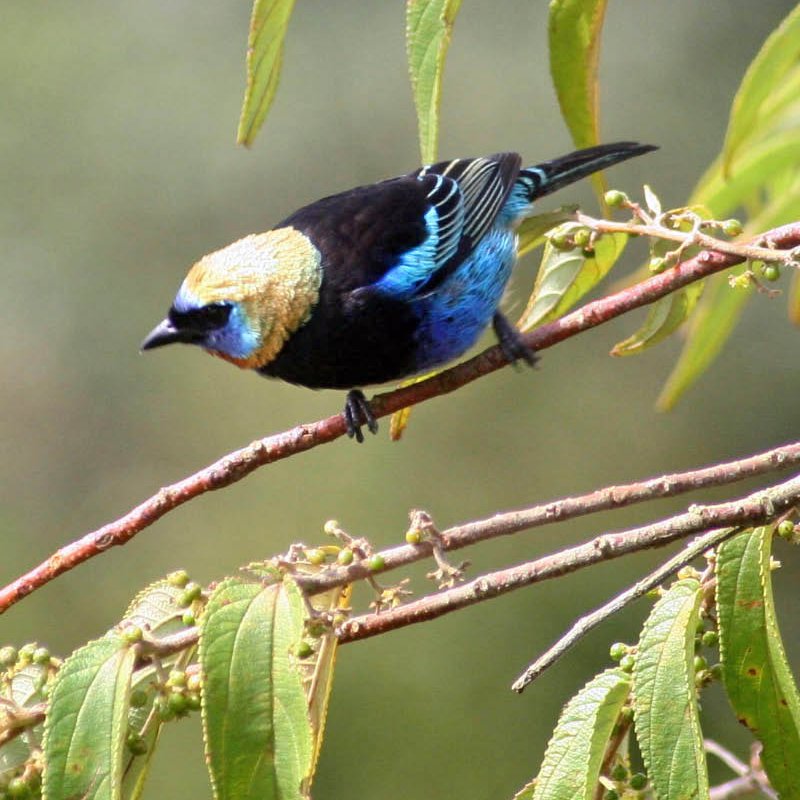 Golden-hooded Tanager (Stilpnia larvata) :: BirdWeather