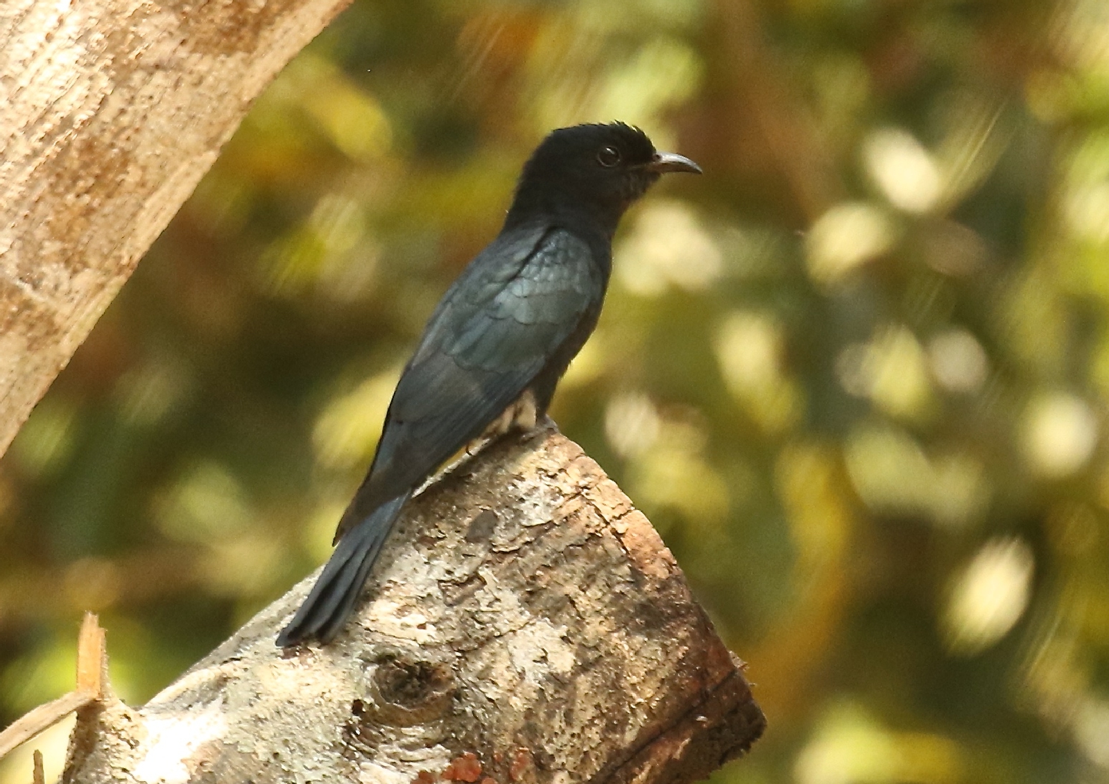 Square-tailed Drongo-Cuckoo (Surniculus lugubris) :: BirdWeather