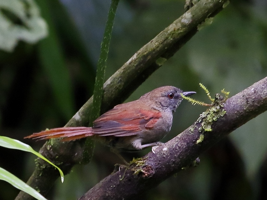 Gray-bellied Spinetail (Synallaxis cinerascens) :: BirdWeather
