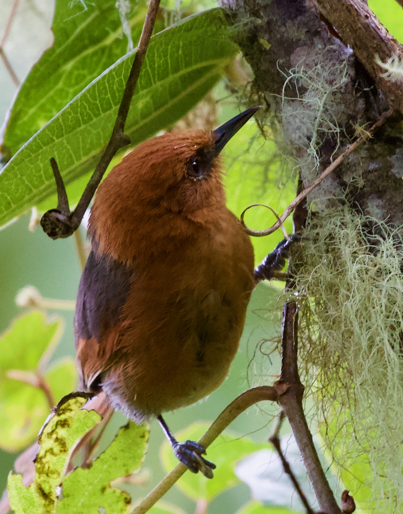 Rusty-headed Spinetail (Synallaxis fuscorufa) :: BirdWeather