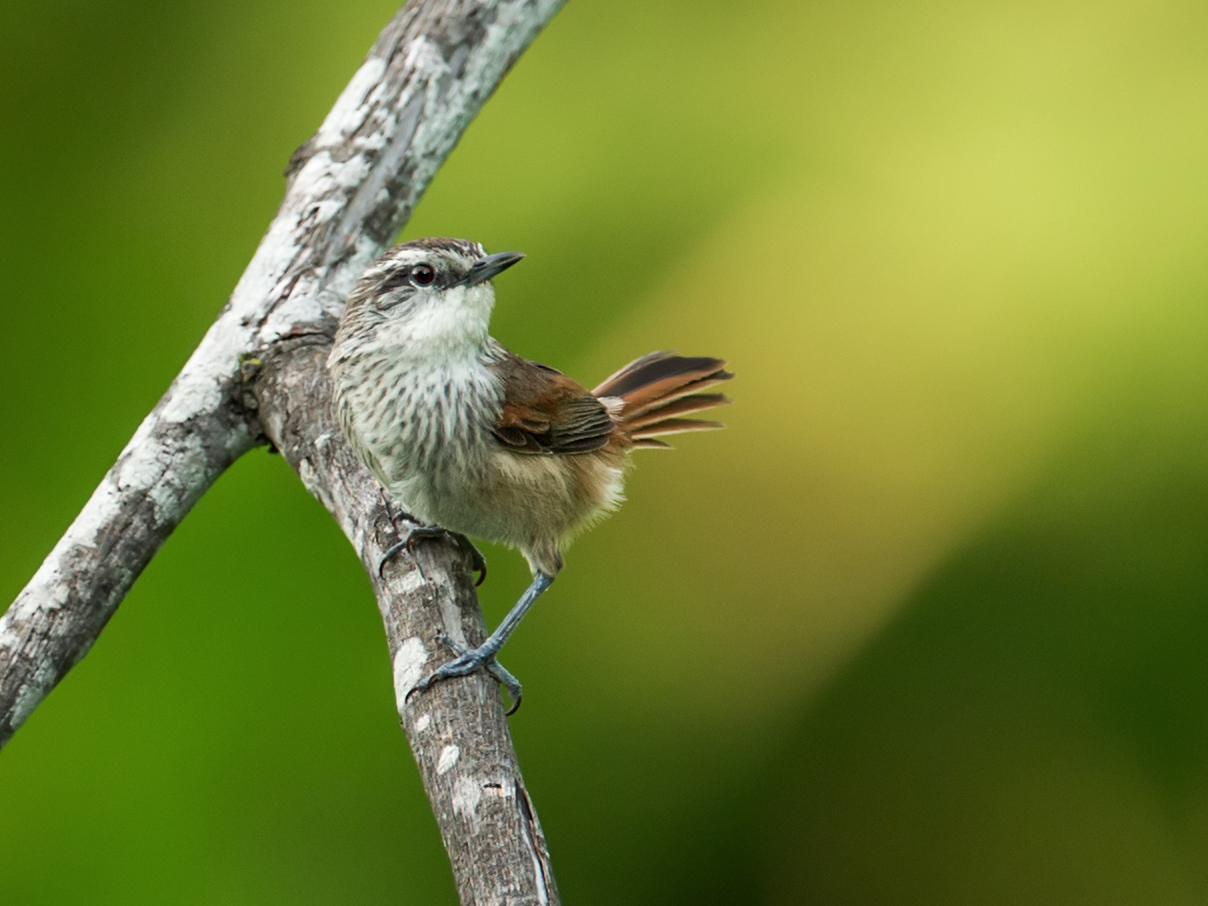 Necklaced Spinetail (Synallaxis stictothorax) :: BirdWeather