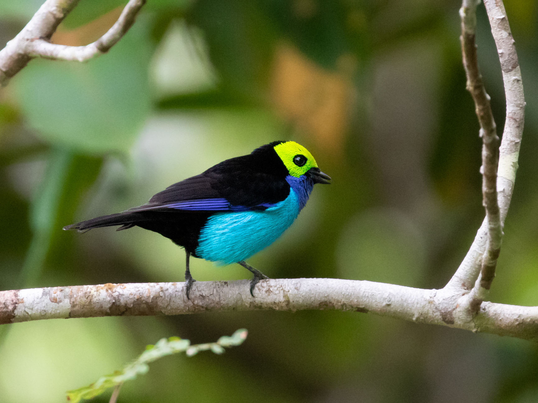 Paradise Tanager (Tangara chilensis) :: BirdWeather