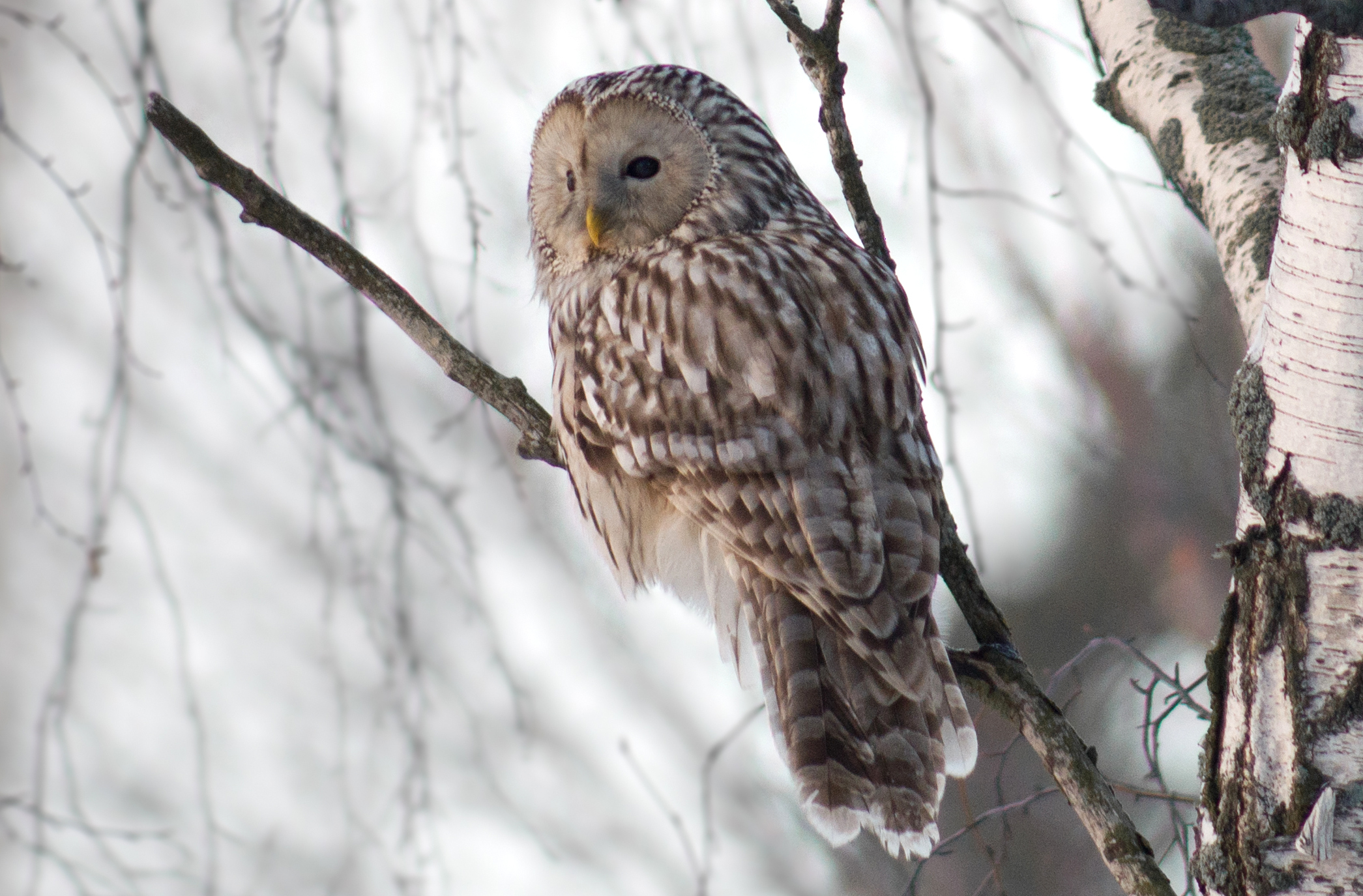 Ural Owl (Strix uralensis) :: BirdWeather