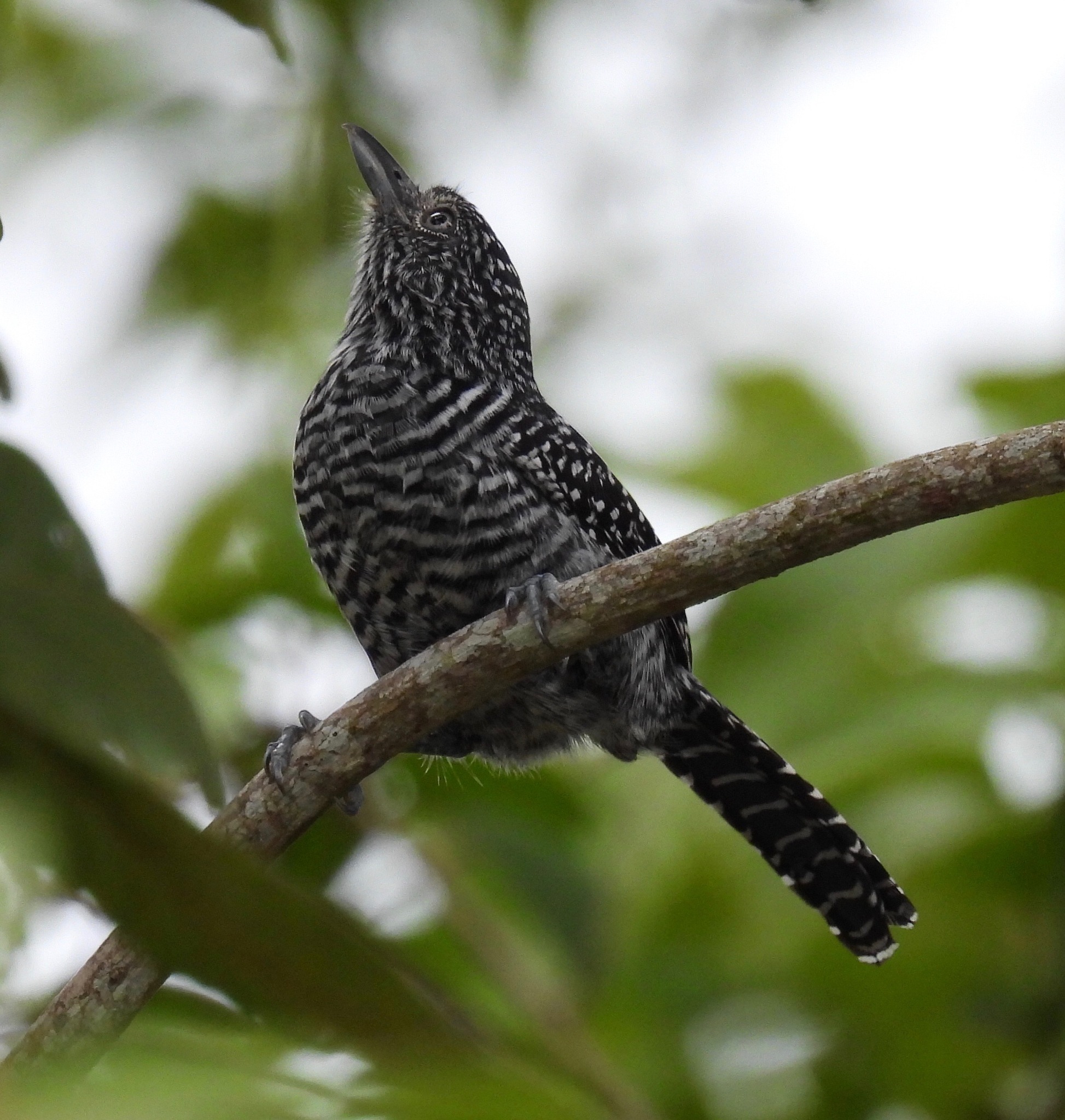 Bar-crested Antshrike (Thamnophilus multistriatus) :: BirdWeather