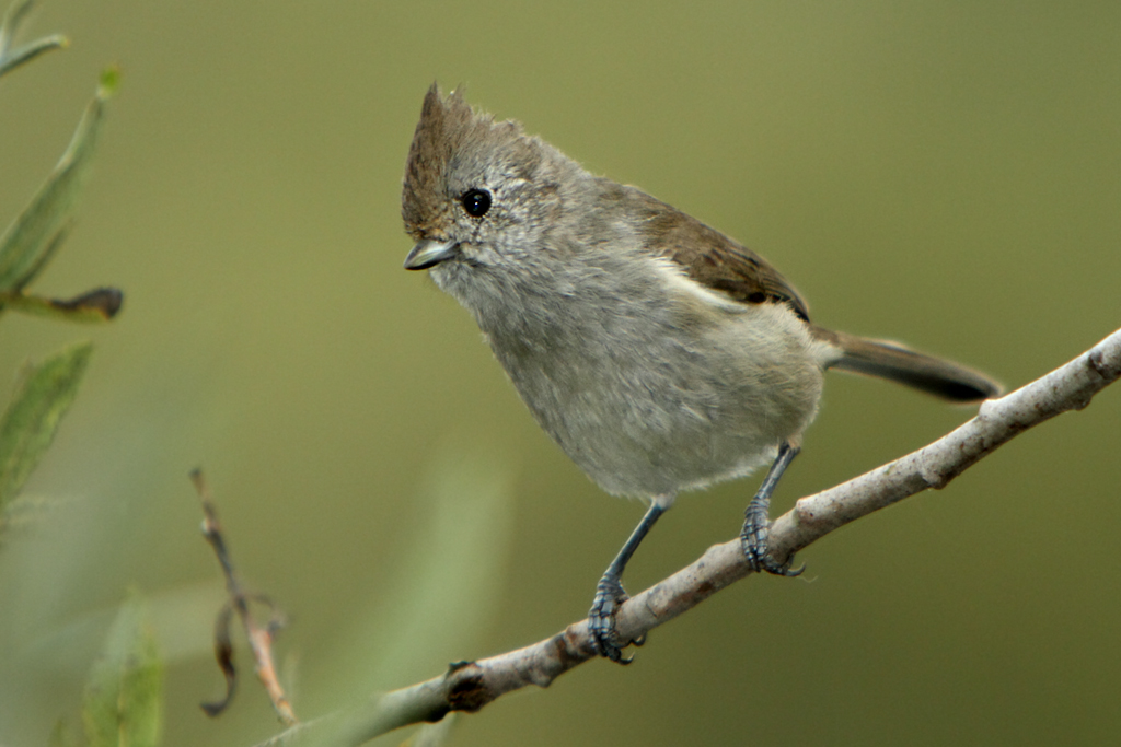 Oak Titmouse (Baeolophus inornatus) :: BirdWeather