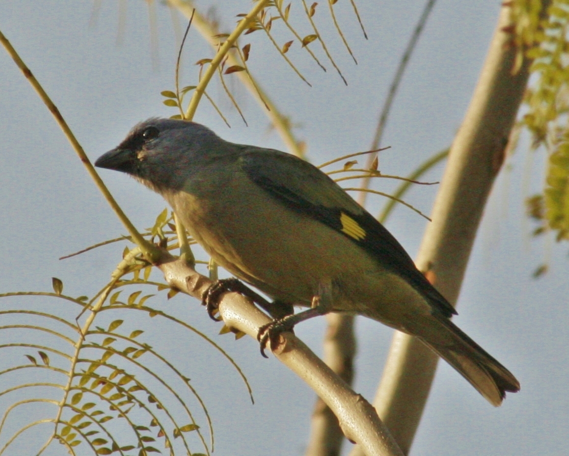 Yellow-winged Tanager (Thraupis abbas) :: BirdWeather