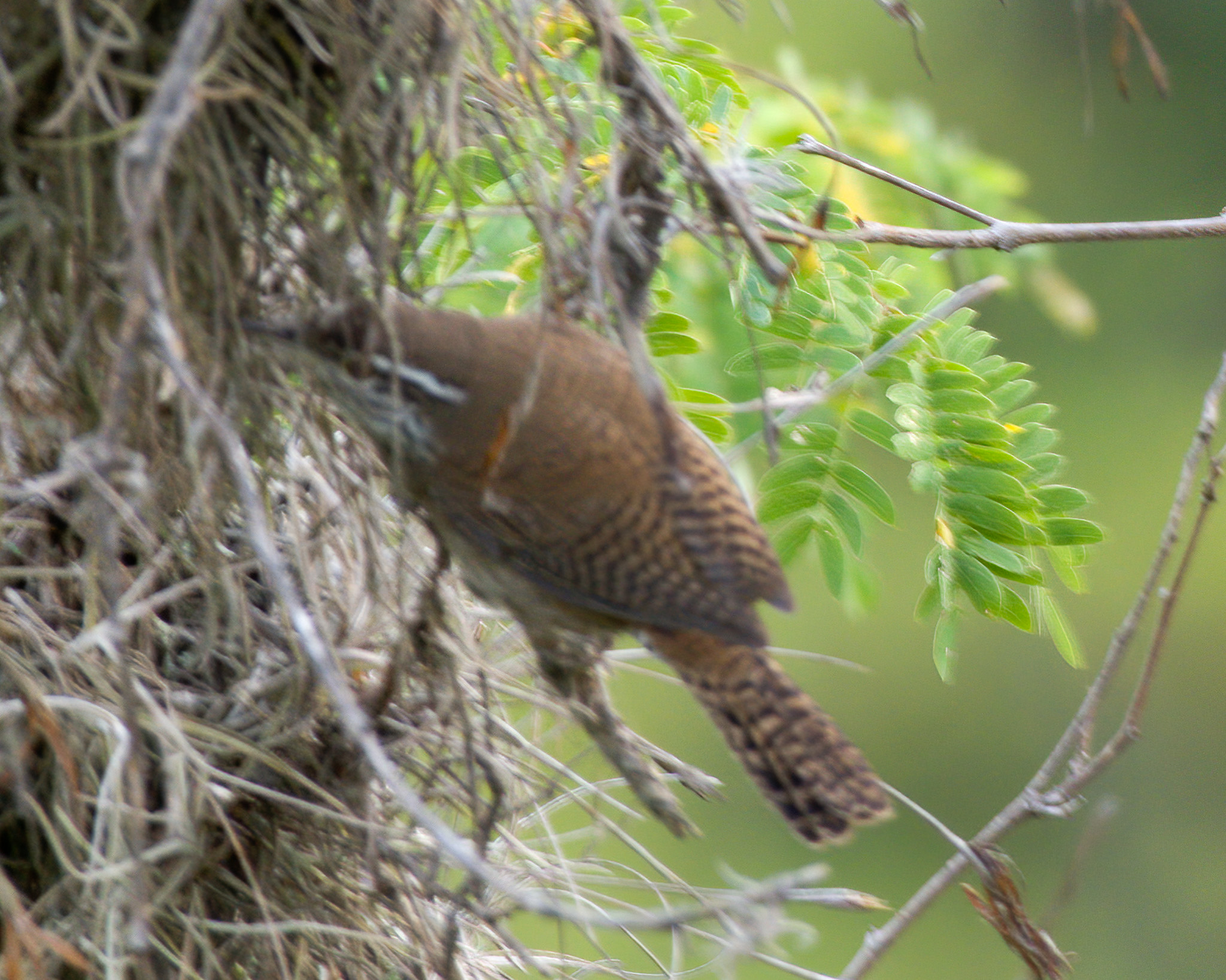 Niceforo's Wren (Thryophilus nicefori) :: BirdWeather