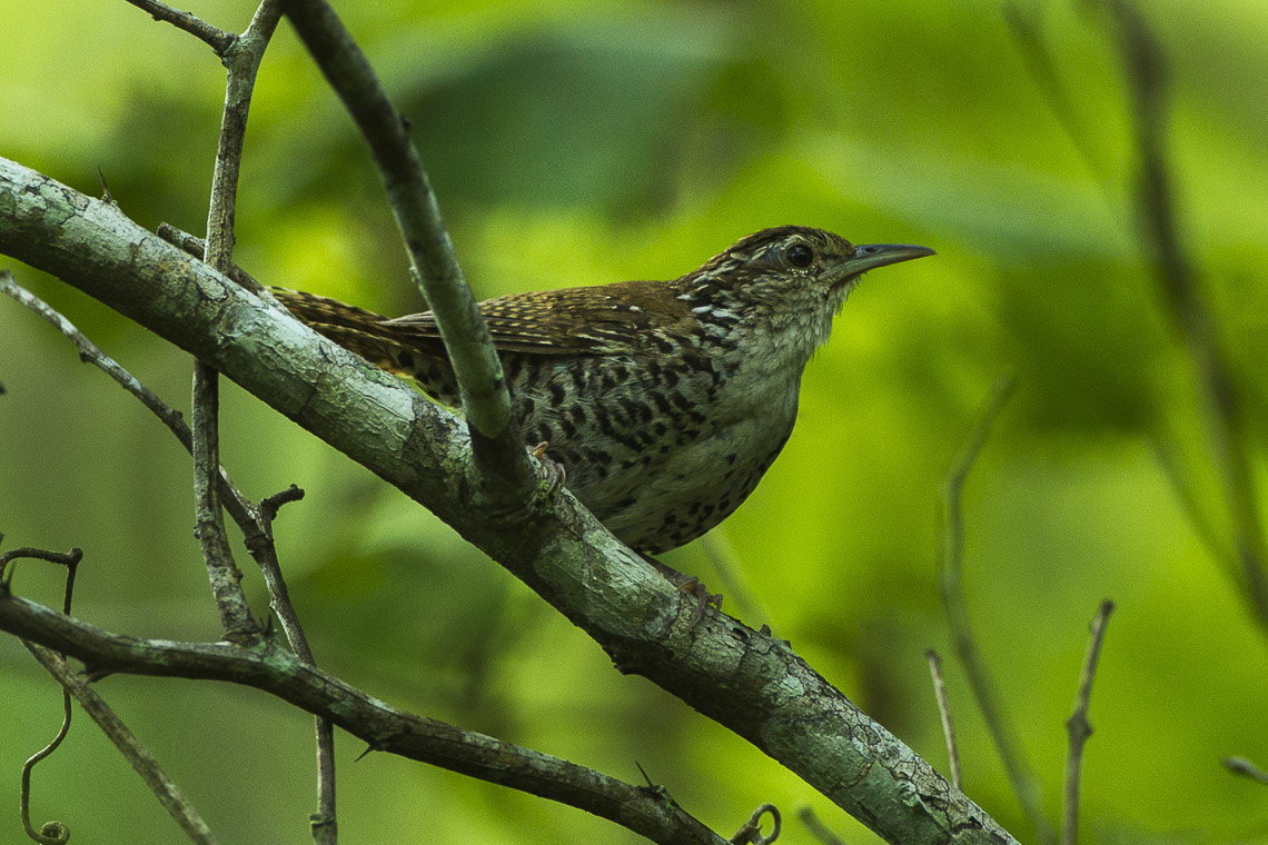 Banded Wren (Thryophilus pleurostictus) :: BirdWeather