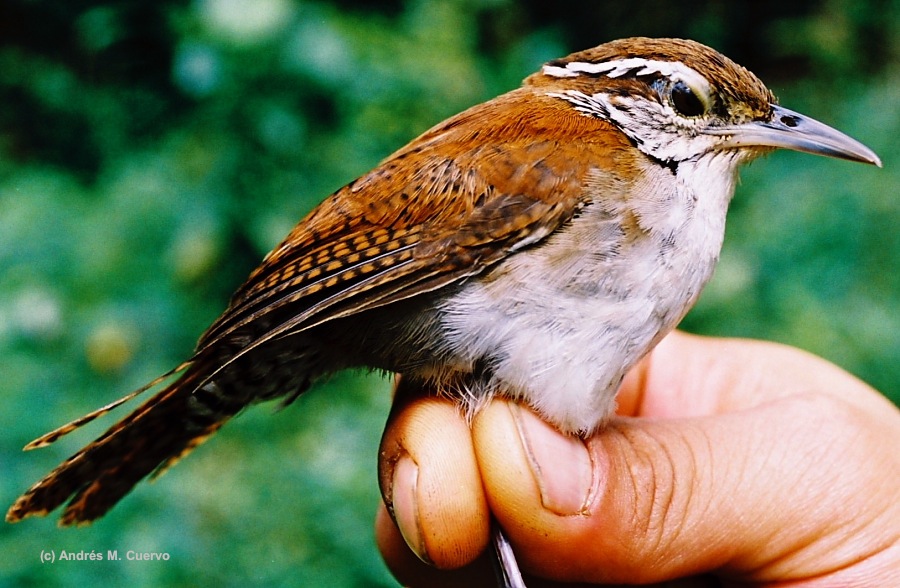 Rufous-and-white Wren (Thryophilus rufalbus) :: BirdWeather