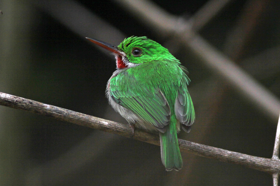 Broad-billed Tody (Todus subulatus) :: BirdWeather