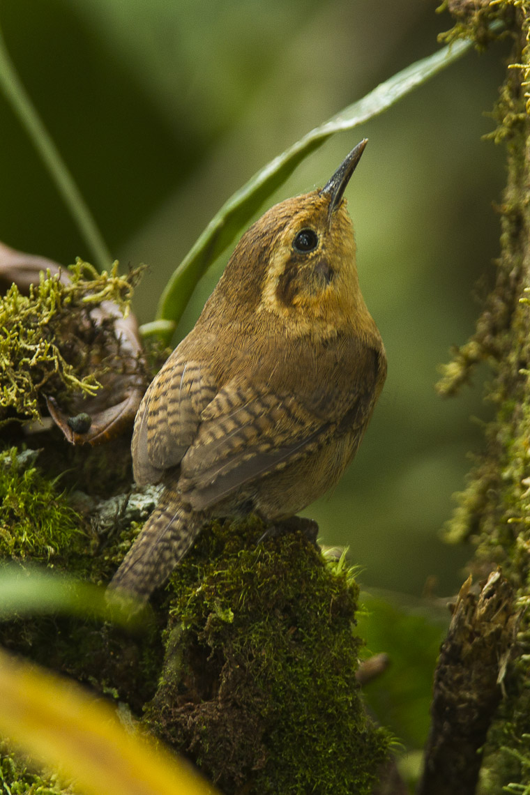 Mountain Wren (Troglodytes solstitialis) :: BirdWeather