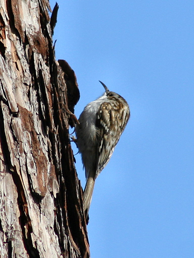 Eurasian Treecreeper (Certhia familiaris) :: BirdWeather