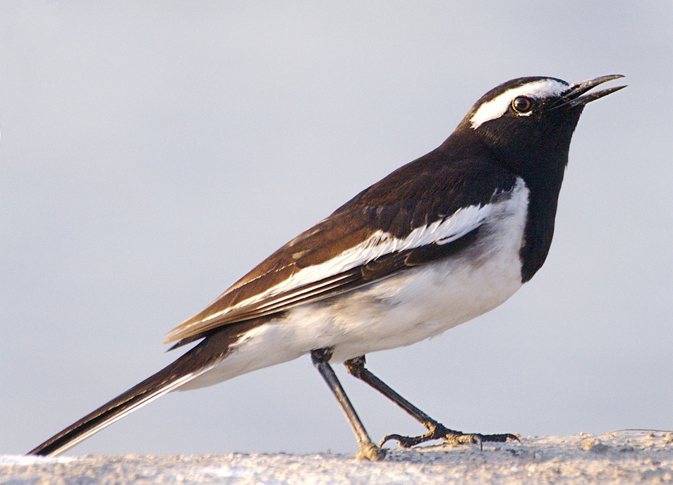 White-browed Wagtail (Motacilla maderaspatensis) :: BirdWeather
