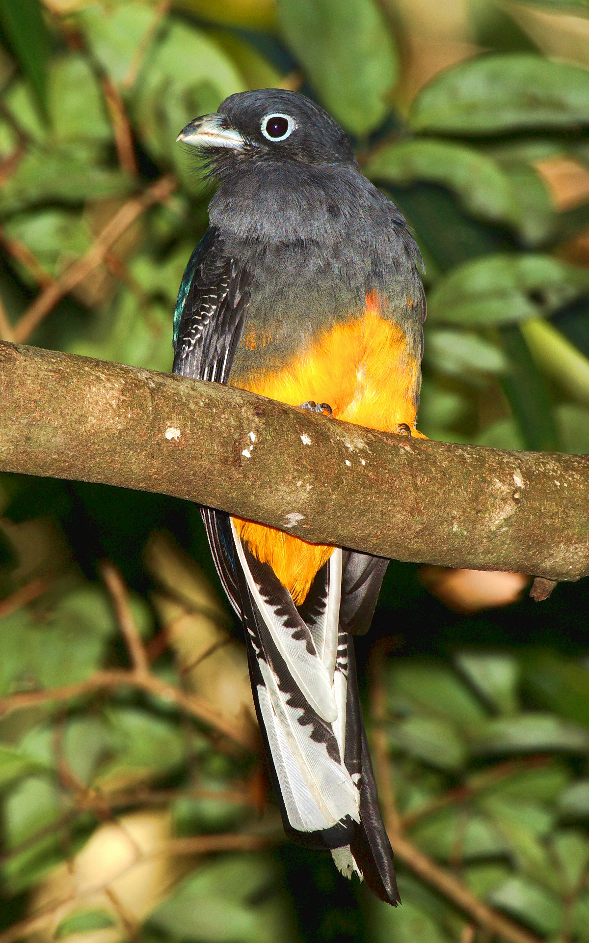 White-tailed Trogon (Trogon chionurus) :: BirdWeather