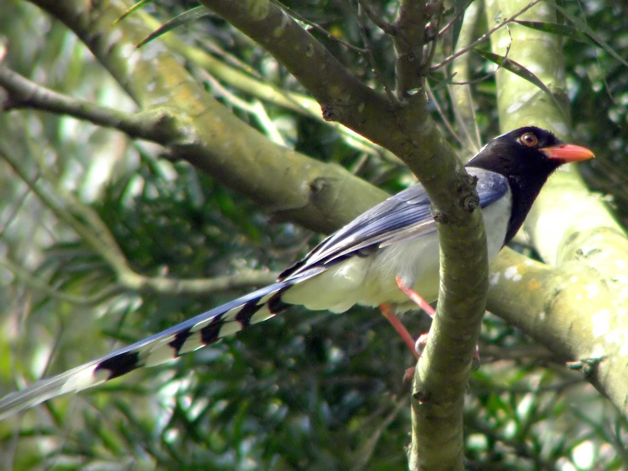 Red-billed Blue-Magpie (Urocissa erythroryncha) :: BirdWeather