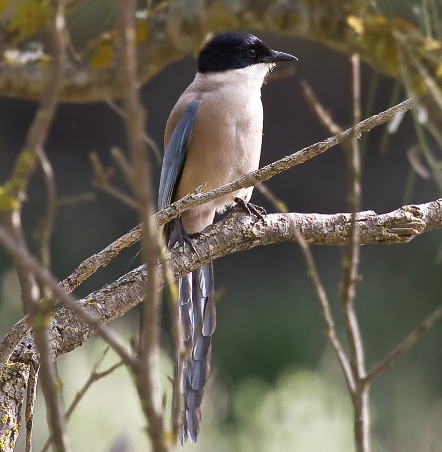 Iberian Magpie (Cyanopica cooki) :: BirdWeather