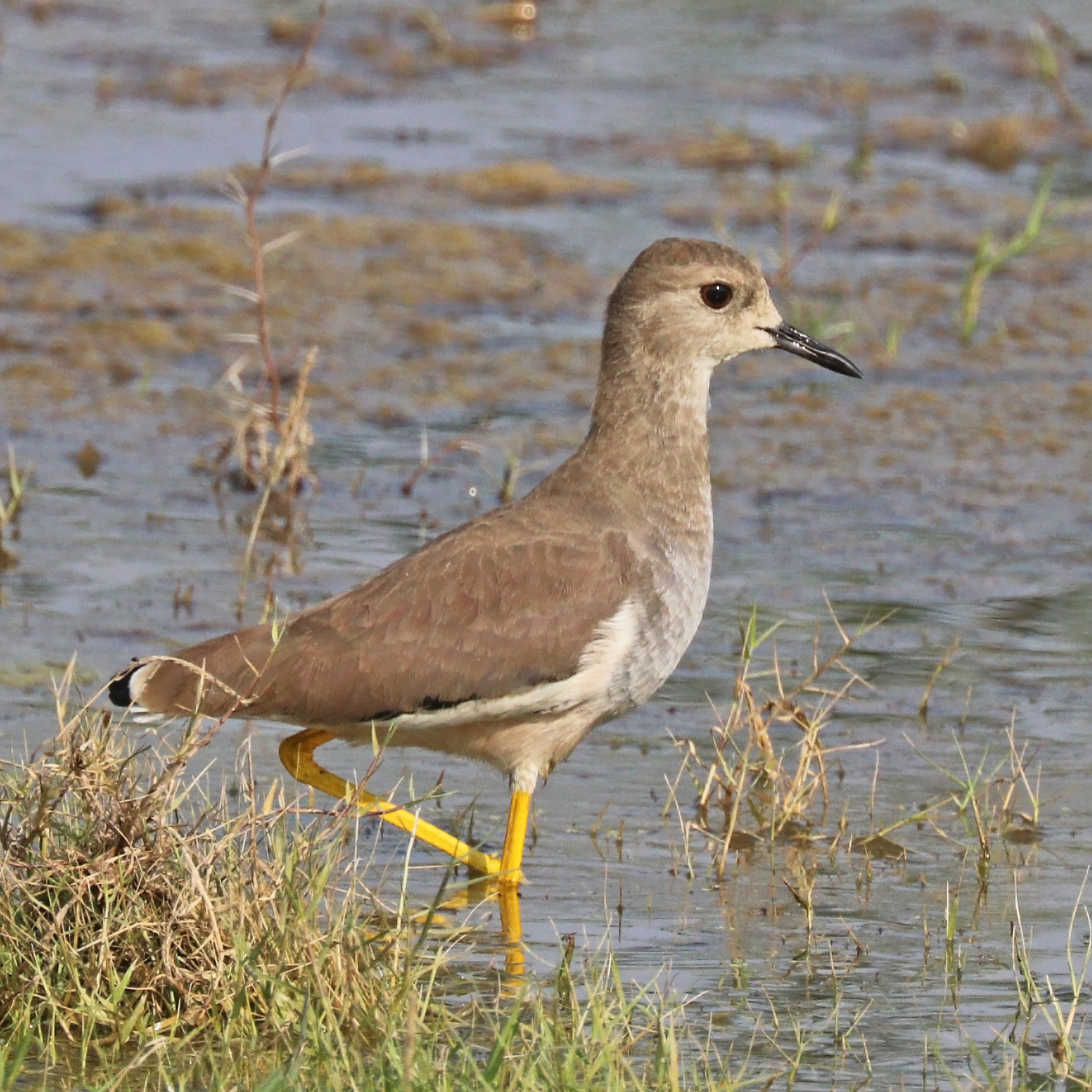 White-tailed Lapwing (Vanellus leucurus) :: BirdWeather