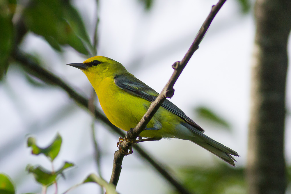 Blue-winged Warbler (Vermivora cyanoptera) :: BirdWeather