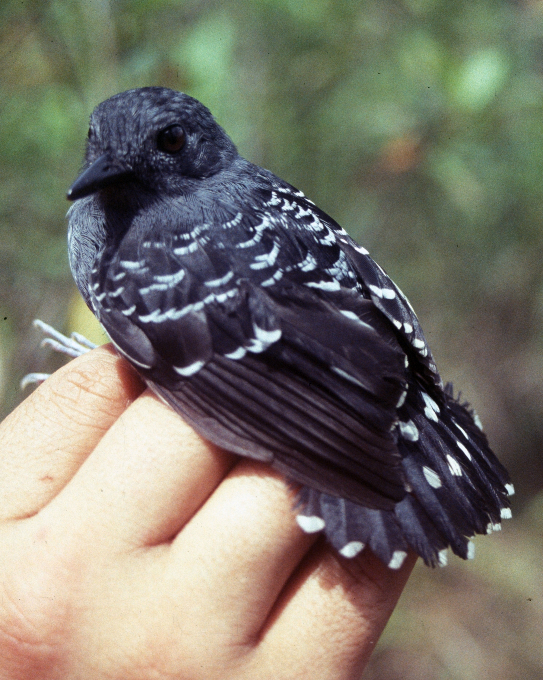 Common Scale-backed Antbird (Willisornis poecilinotus) :: BirdWeather