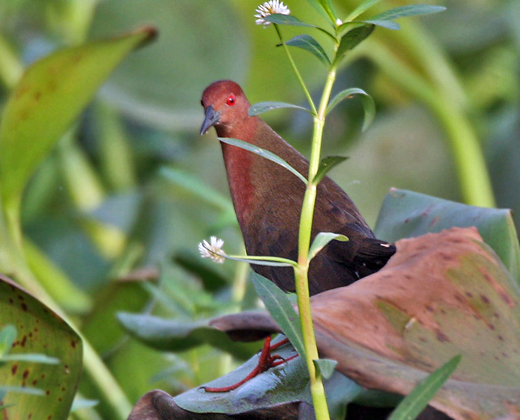 Ruddy-breasted Crake (Zapornia fusca) :: BirdWeather