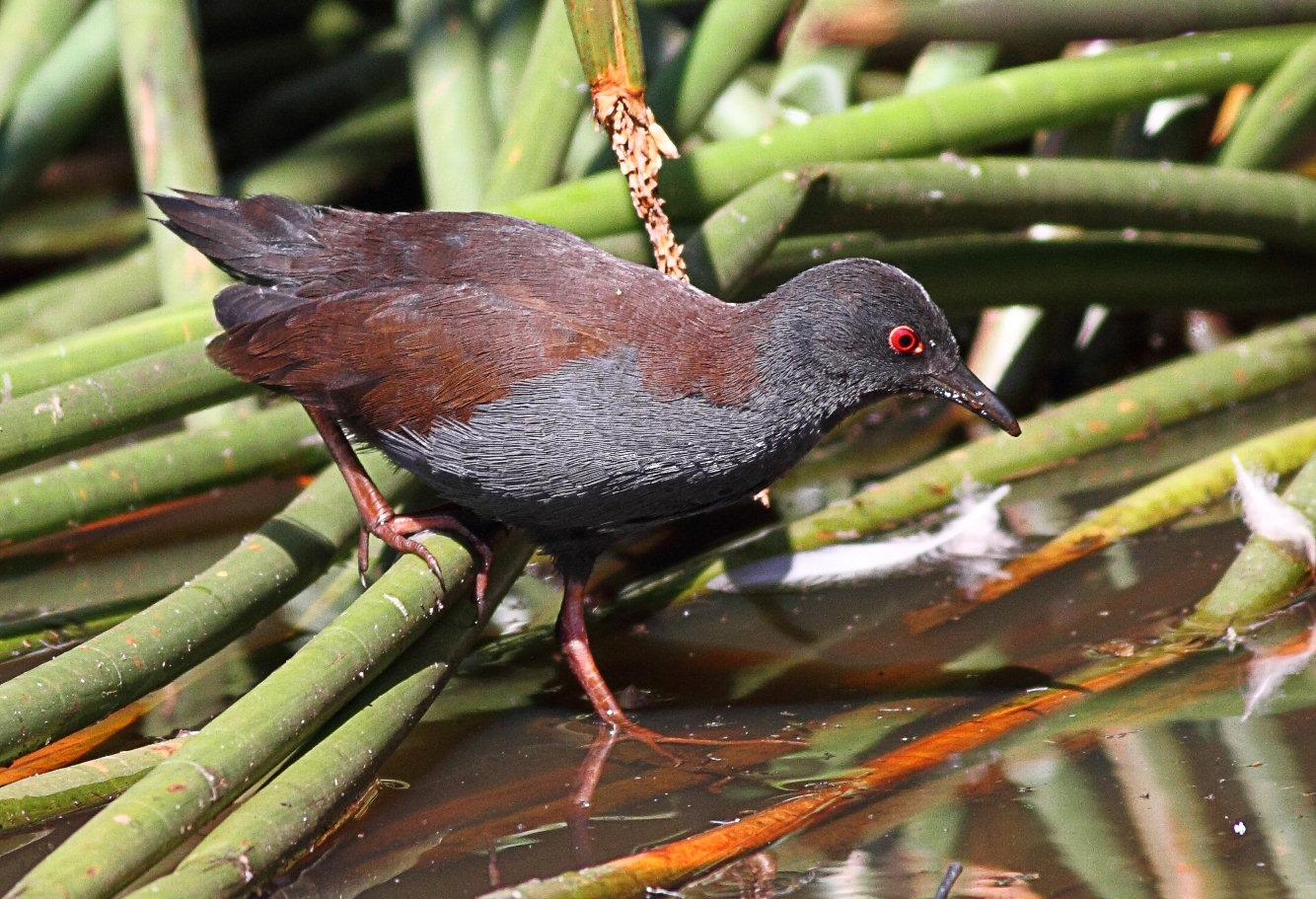 Spotless Crake (Zapornia tabuensis) :: BirdWeather