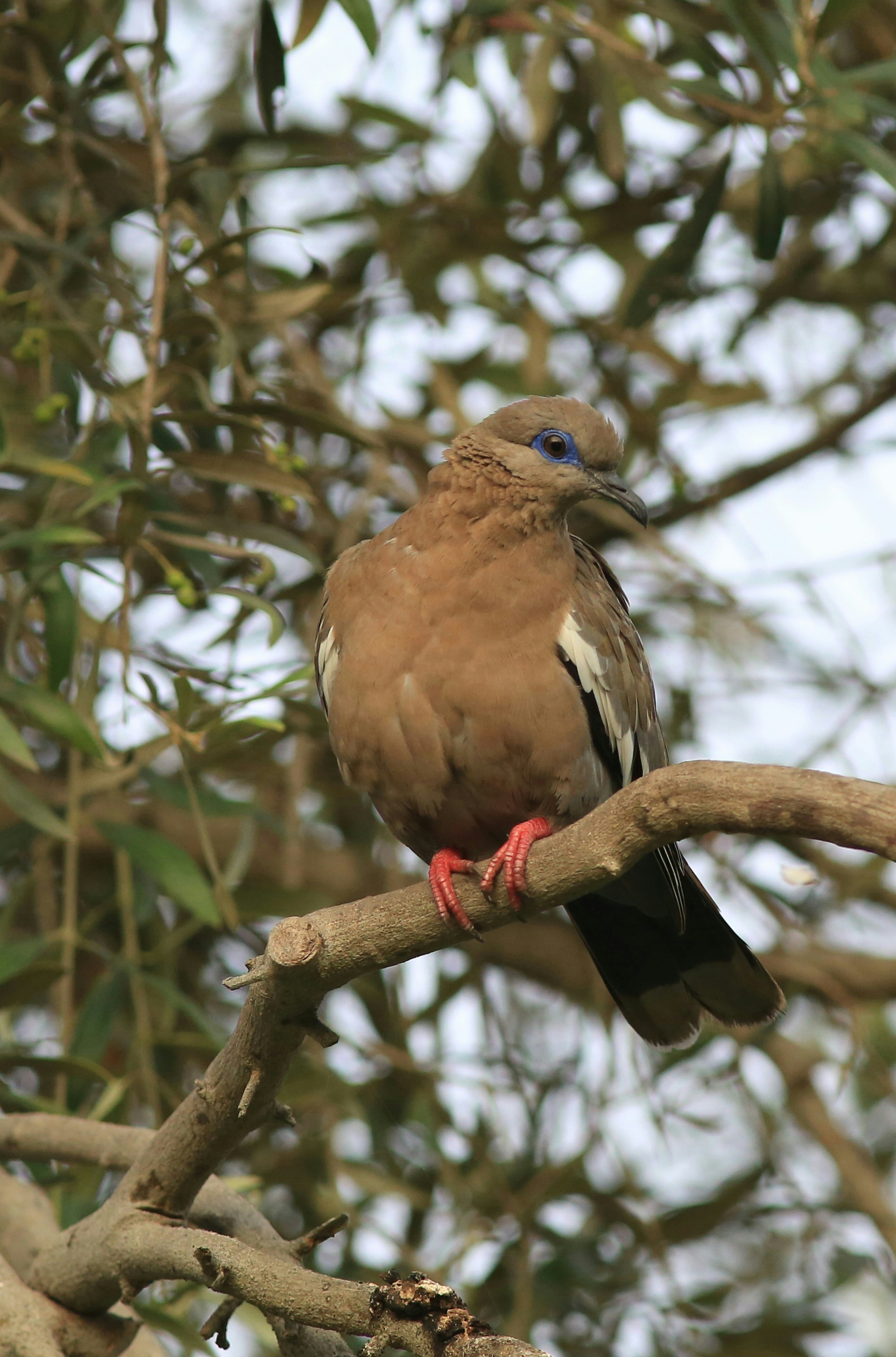 West Peruvian Dove (Zenaida meloda) :: BirdWeather