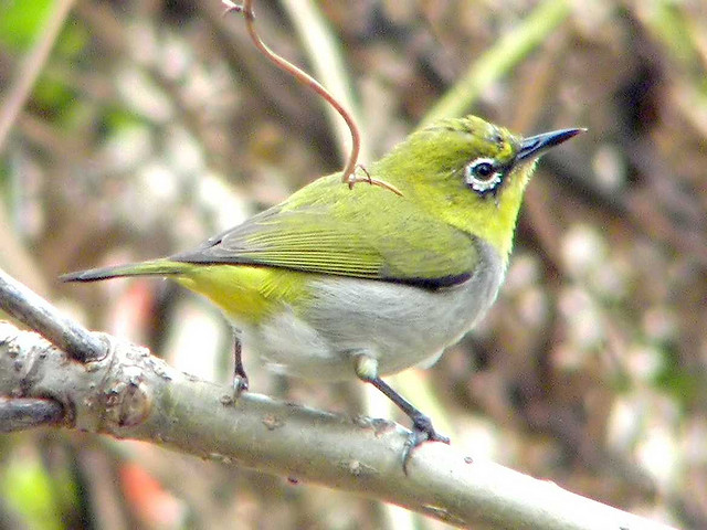 Swinhoe's White-eye (Zosterops simplex) :: BirdWeather