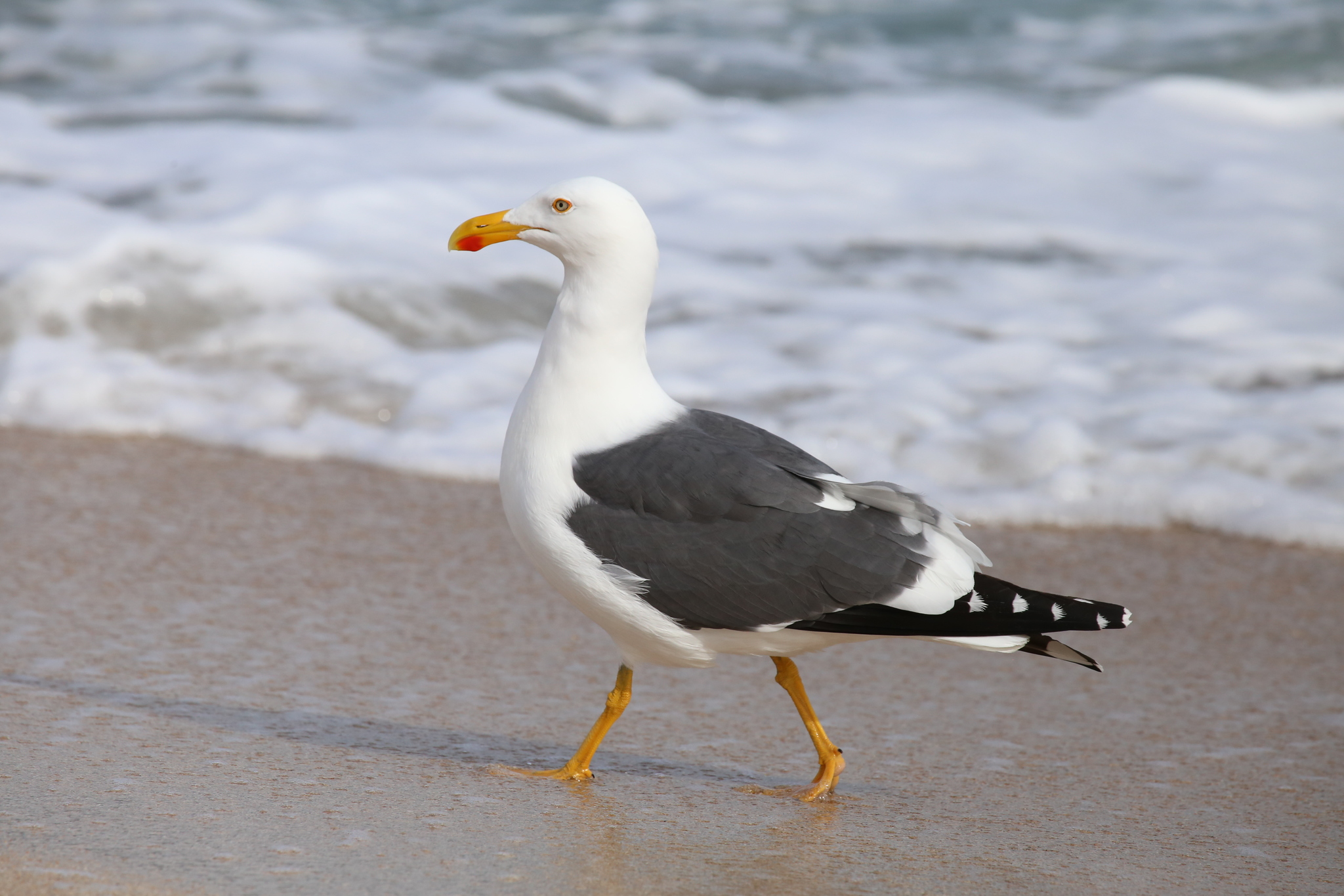 Yellow-footed Gull (Larus livens) :: BirdWeather