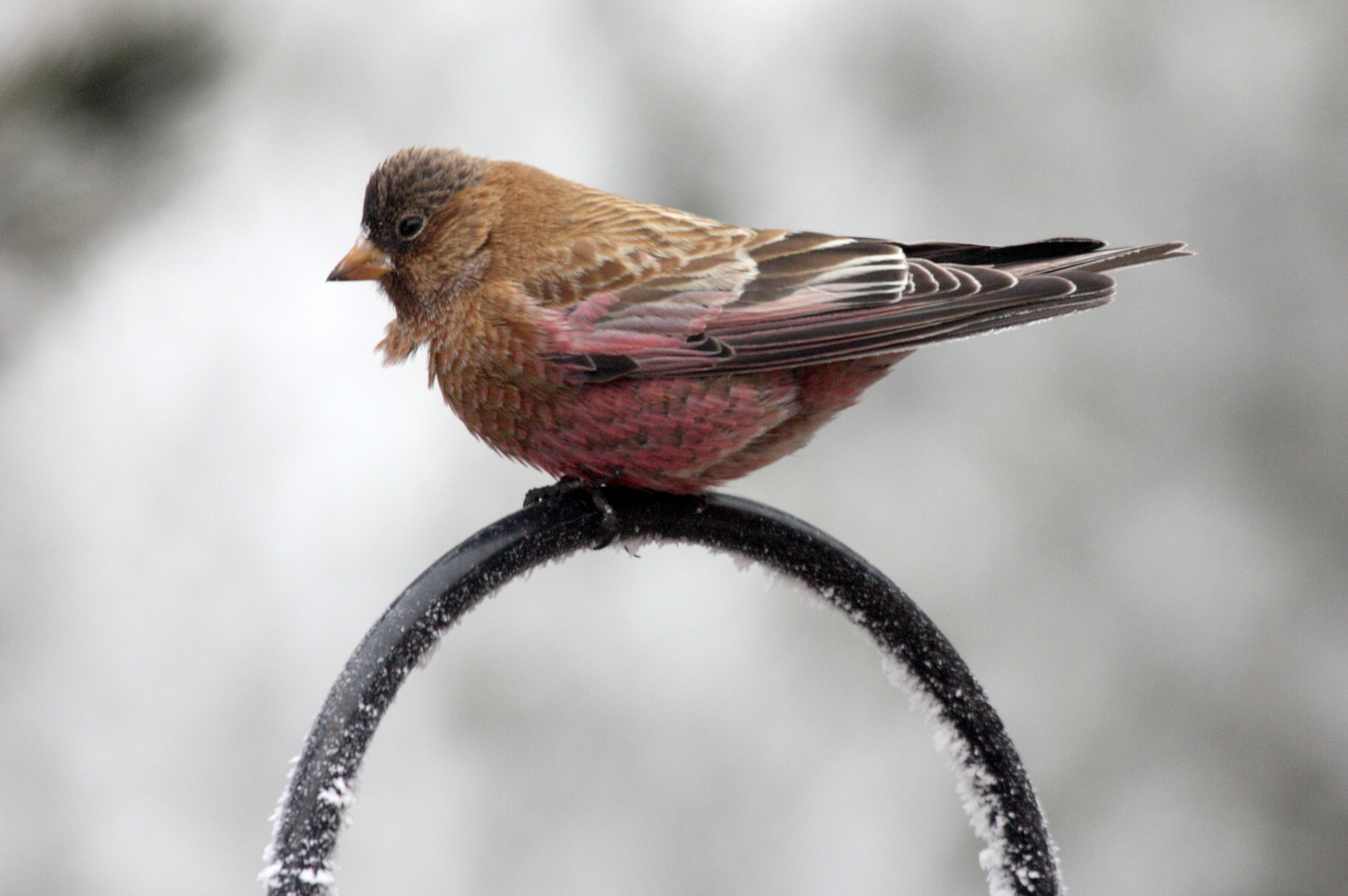 Brown-capped Rosy-Finch (Leucosticte australis) :: BirdWeather