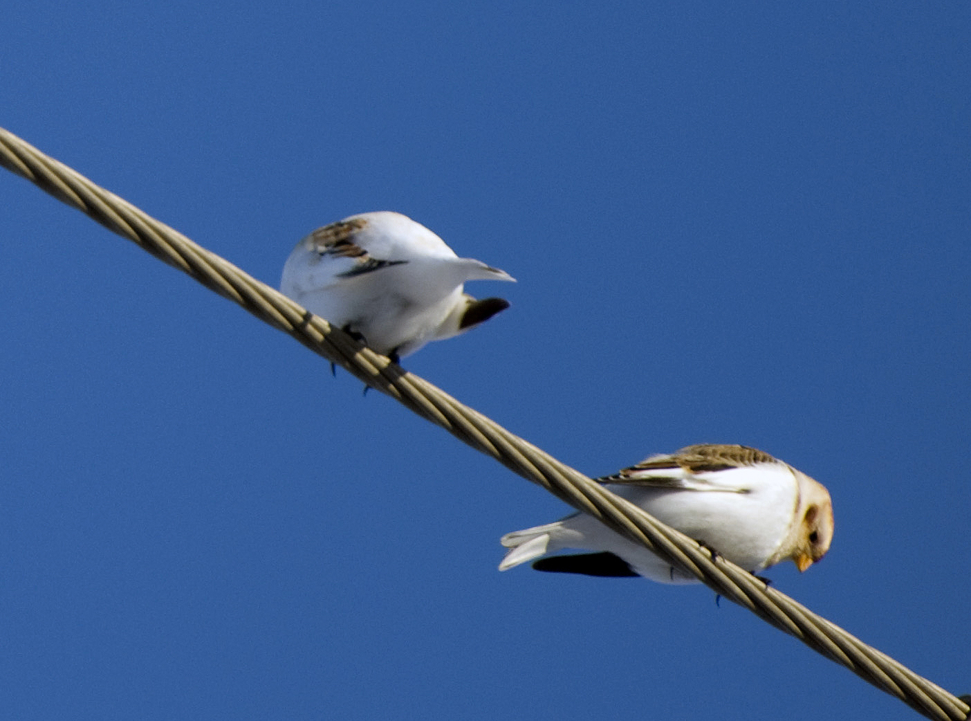 McKay's Bunting (Plectrophenax hyperboreus) :: BirdWeather