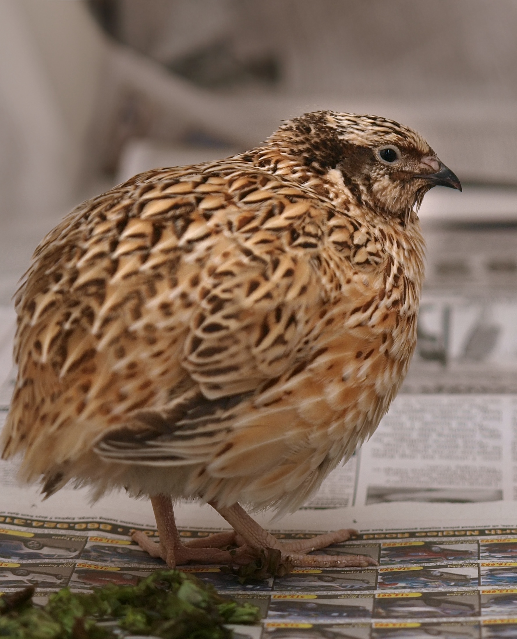 Japanese Quail (Coturnix japonica) :: BirdWeather