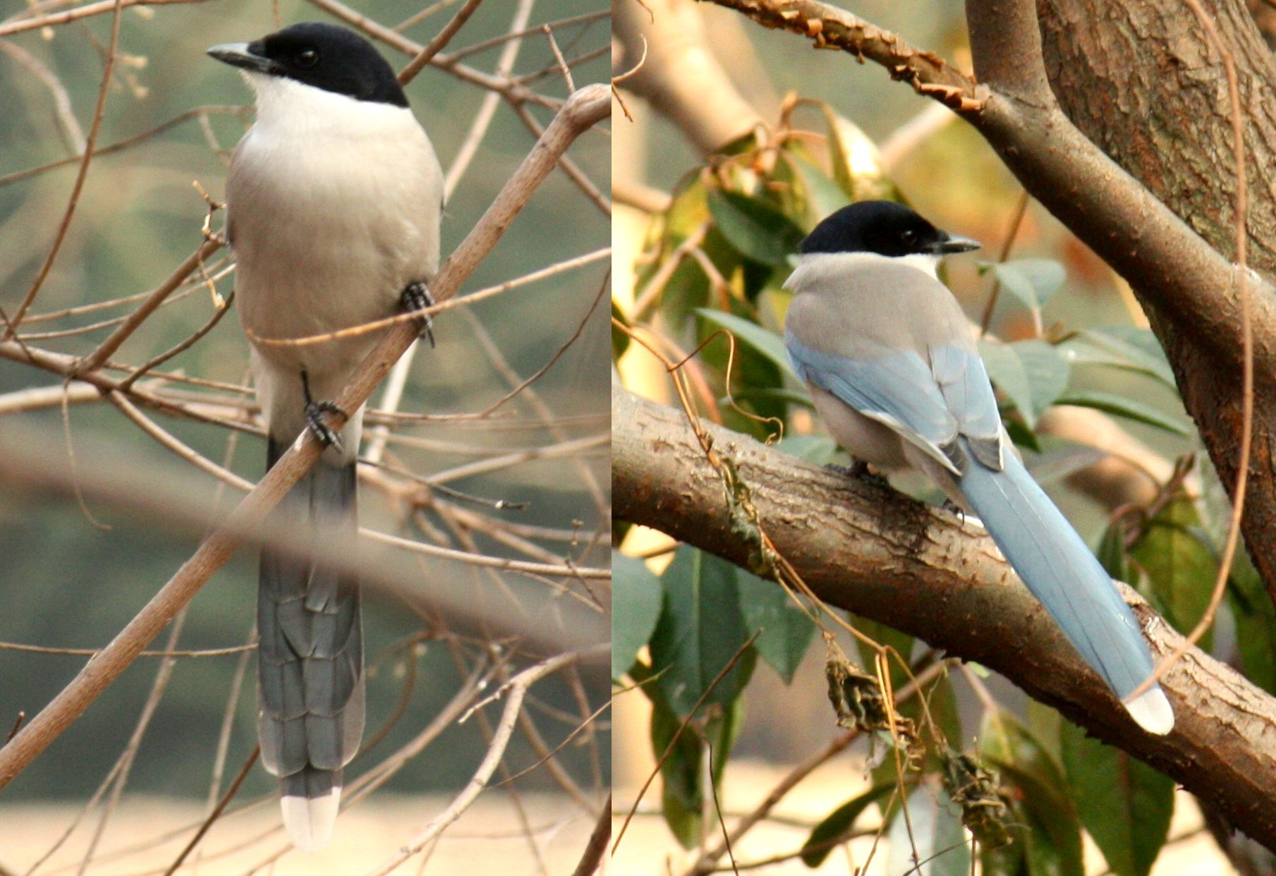 Azure-winged Magpie (Cyanopica cyanus) :: BirdWeather