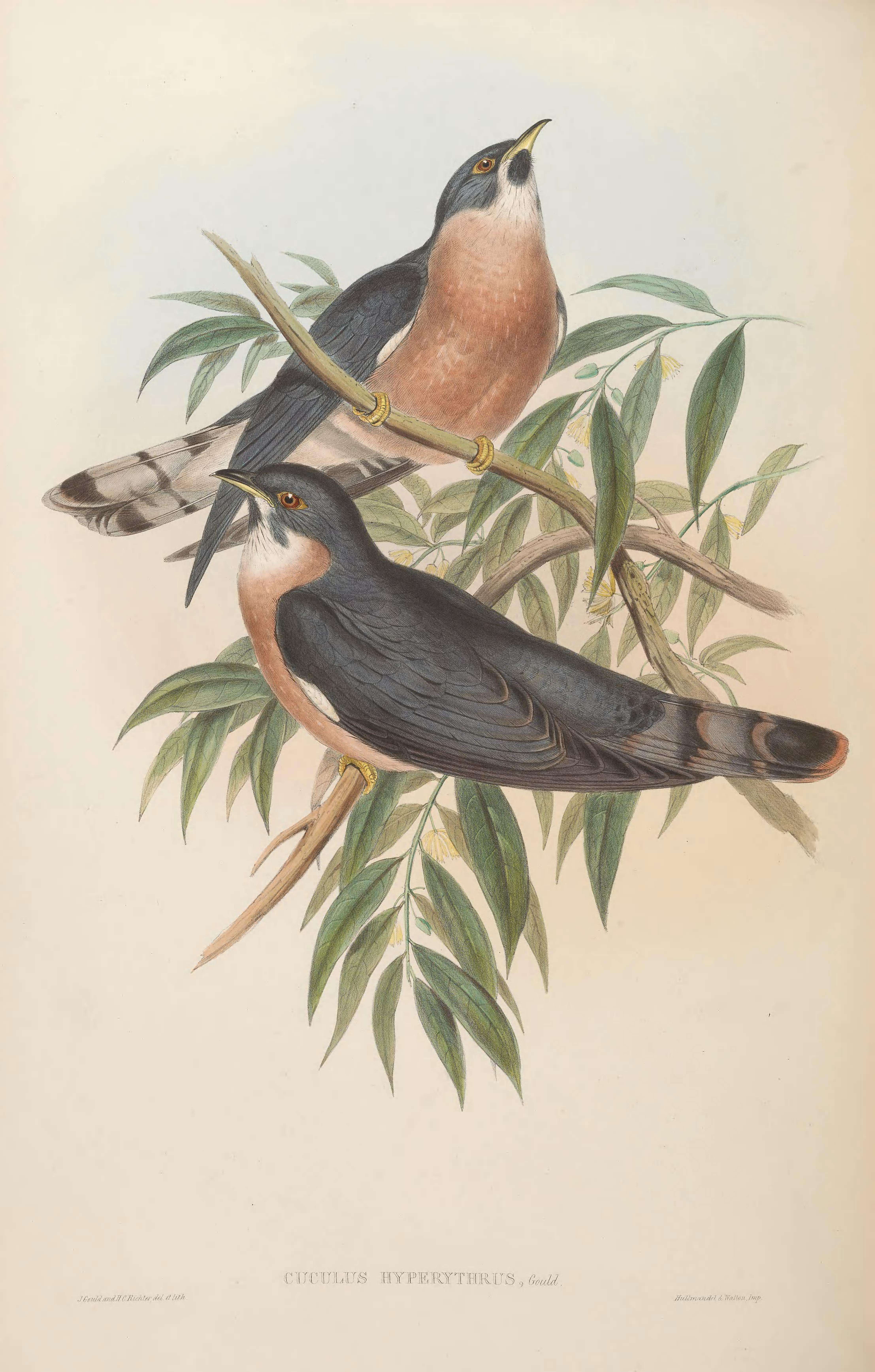 Northern Hawk-Cuckoo (Hierococcyx hyperythrus) :: BirdWeather